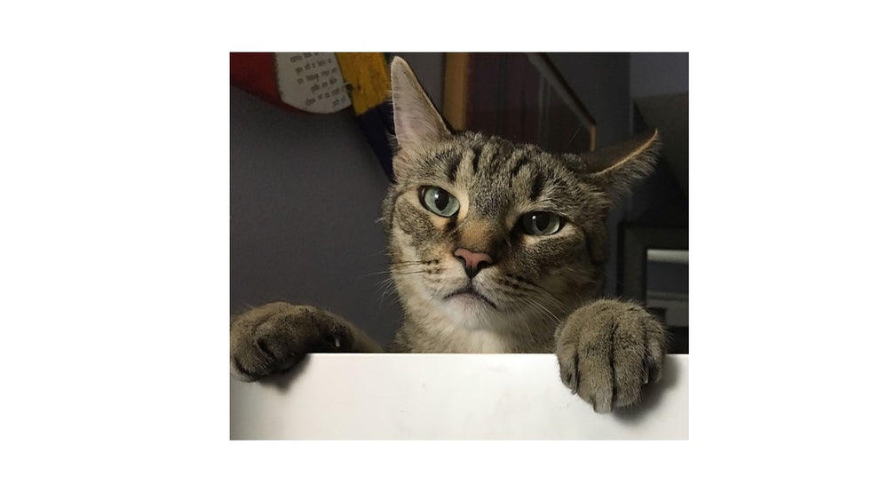 "Auntie Pawsworth's Feline Advice Column" Cat Book | C Neal Designs ...